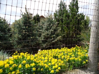 Utah Native Plants - The GreenHouse Nursery - Logan, UT