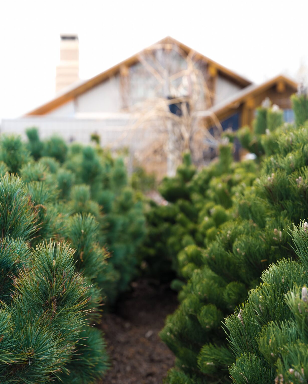 Utah Native Plants - The GreenHouse Nursery - Logan, UT