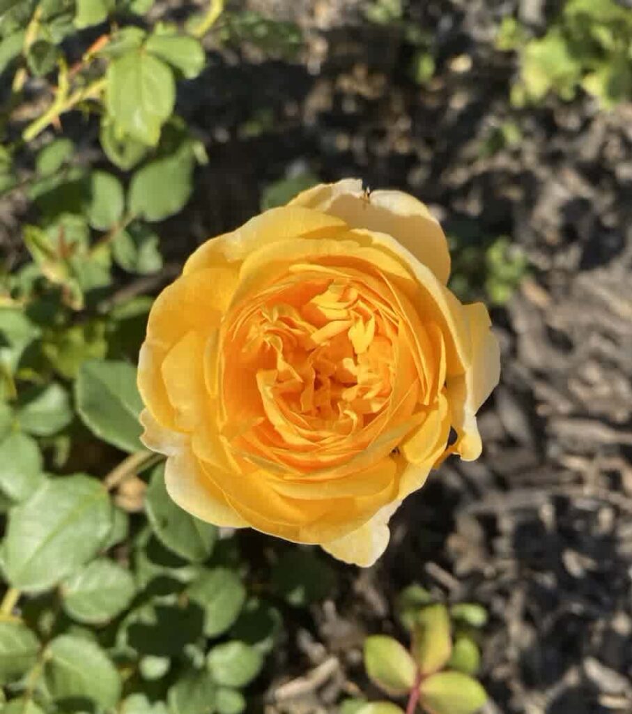The Poet's Wife Rose - David Austin Roses - Logan UT
