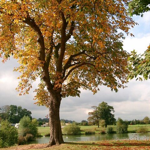 Aesculus x. arn. Autumn Splendor (Autumn Splendor Horse Chestnut ...