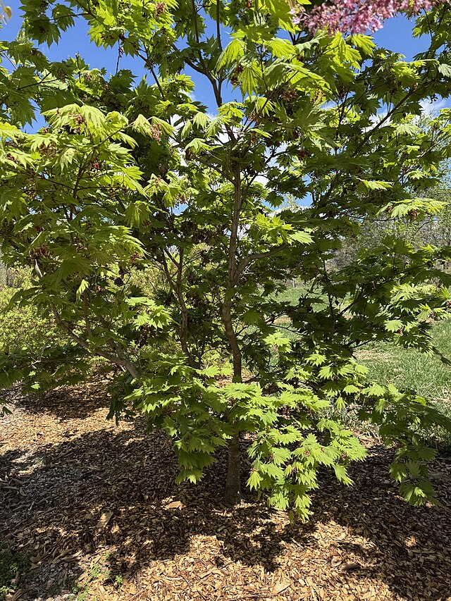 Acer sh. Autumn Moon (Autumn Full Moon Japanese Maple) - GreenHouse Nursery