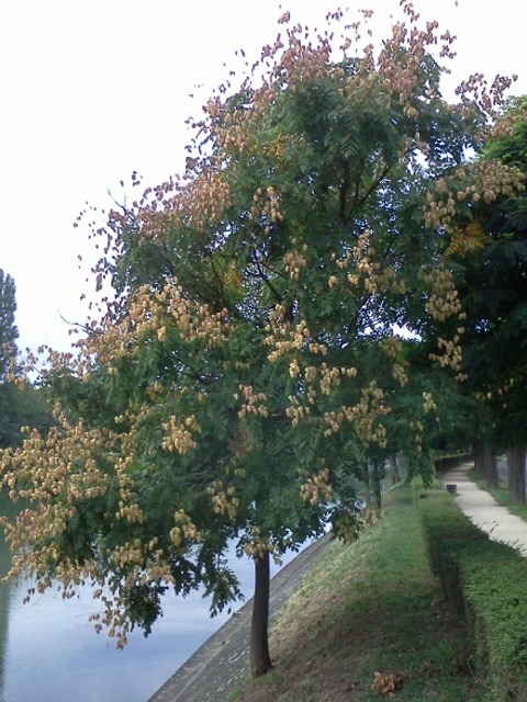 Koelreuteria paniculata Golden Rain Tree - GreenHouse Nursery