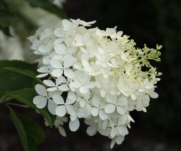 Hydrangea paniculata ‘Phantom’ (Phantom Panicle Hydrangea) Patio Tree - GreenHouse Nursery