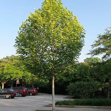 Platanus X acerfolia ‘Morton Circle’ (Exclamation London Planetree ...