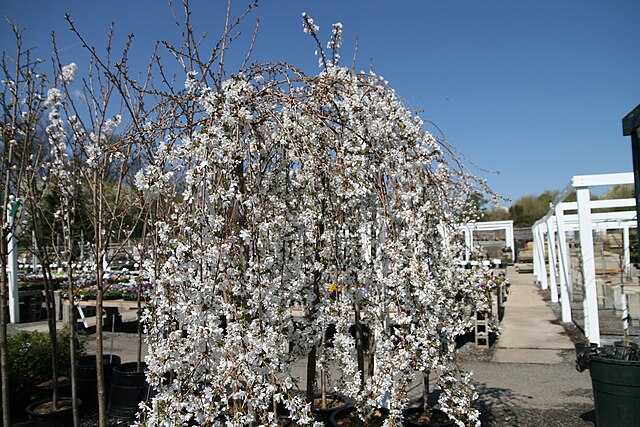 Prunus x Snow Fountains (Snow Fountains Weeping Cherry) - GreenHouse ...