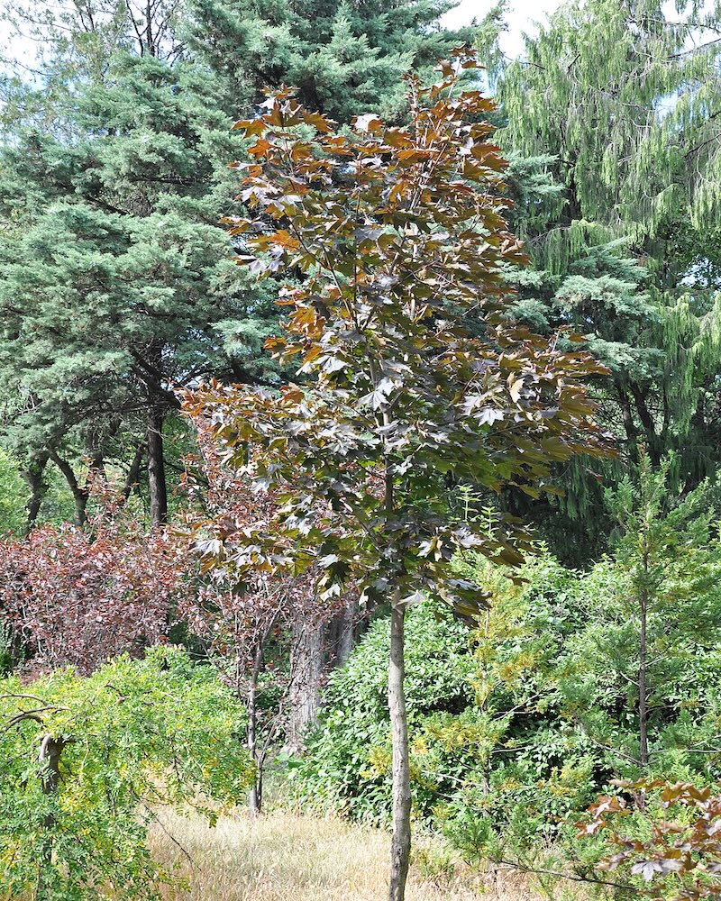 Royal Red Maple | The Greenhouse Nursery