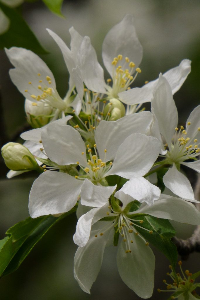 Malus Spring Snow (Spring Snow Crabapple) BR - GreenHouse Nursery